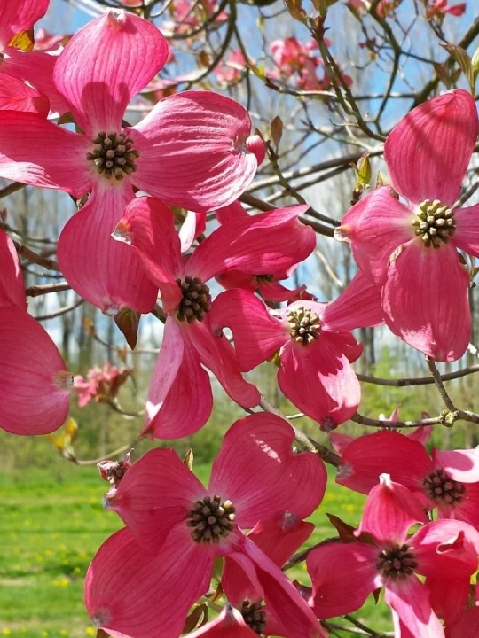 Cornus florida 'Red Giant' | Cornus florida 'Red Giant' - Van den Berk ...