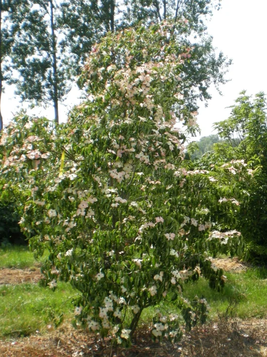 Cornus kousa 'Julian' | Cornus kousa 'Julian' - Van den Berk Pépinières