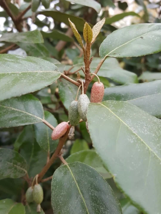 Elaeagnus ebbingei | Elaeagnus ebbingei - Van den Berk Pépinières
