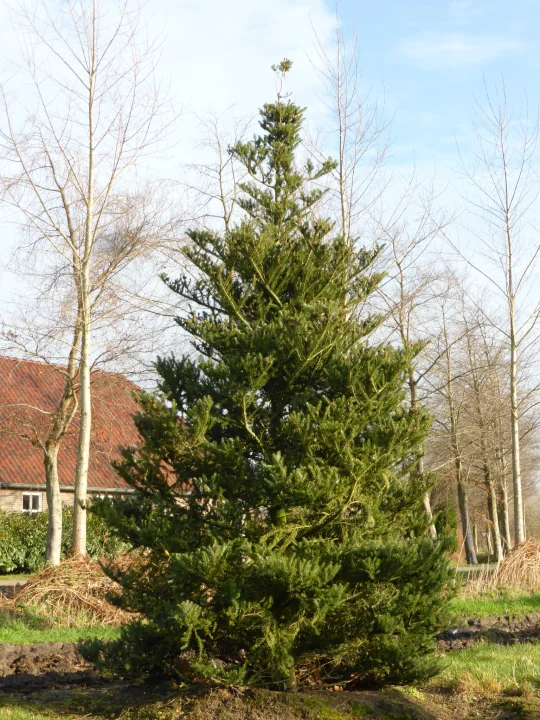 Abies koreana | Sapin de Corée - Van den Berk Pépinières