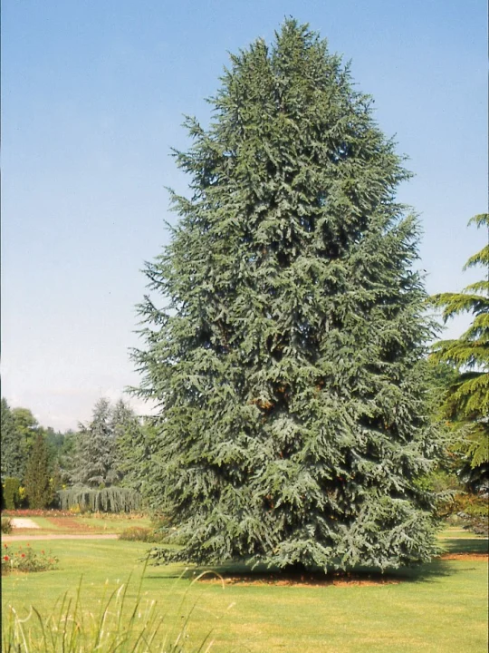 Cedrus libani 'Fastigiata' | Cedrus libani 'Fastigiata' - Van den Berk ...