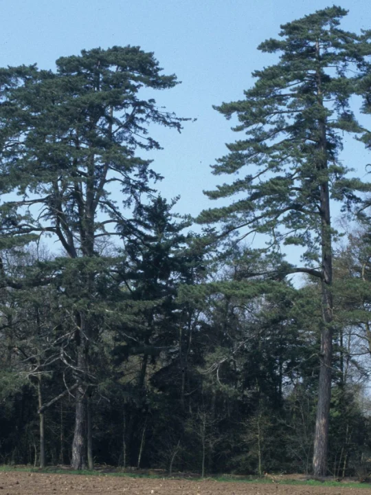 Pinus nigra subsp. laricio | Pin laricio - Van den Berk Pépinières