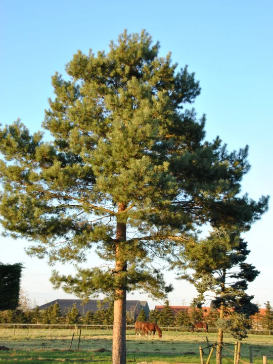 Pinus sylvestris | Pin sylvestre - Van den Berk Pépinières