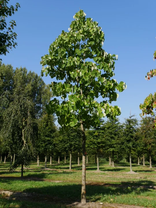 Idesia polycarpa | Idesia polycarpa - Van den Berk Pépinières