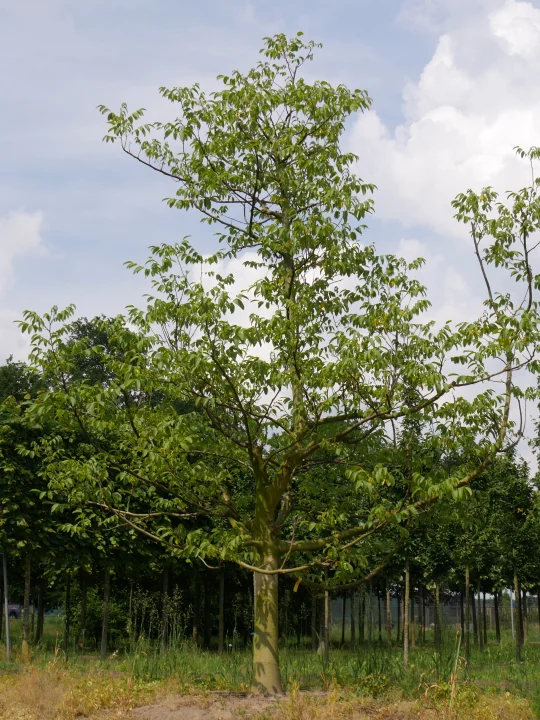 Juglans regia 'Lara' | Juglans regia 'Lara' - Van den Berk Pépinières