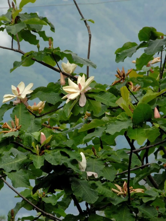Magnolia hypoleuca | Magnolia du Japon à grandes feuilles - Van den ...