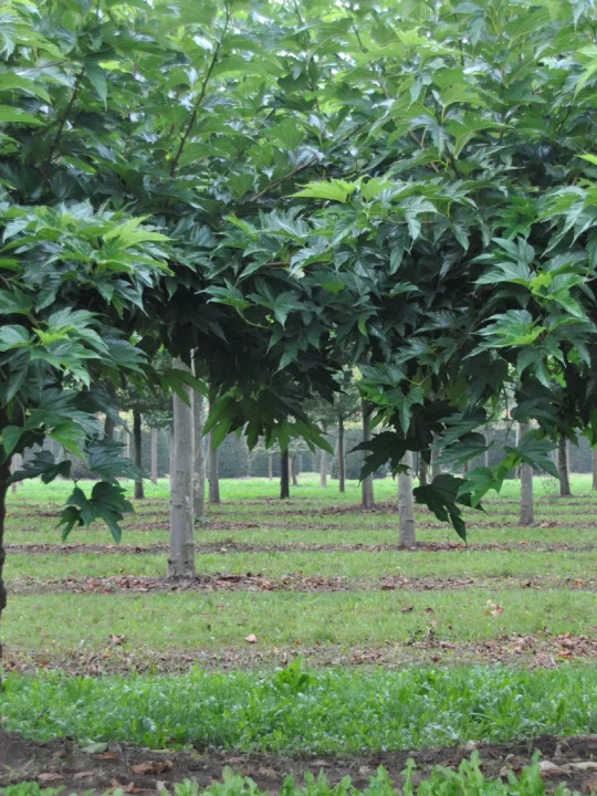 Morus alba 'Fruitless' | Morus alba 'Fruitless' - Van den Berk Pépinières