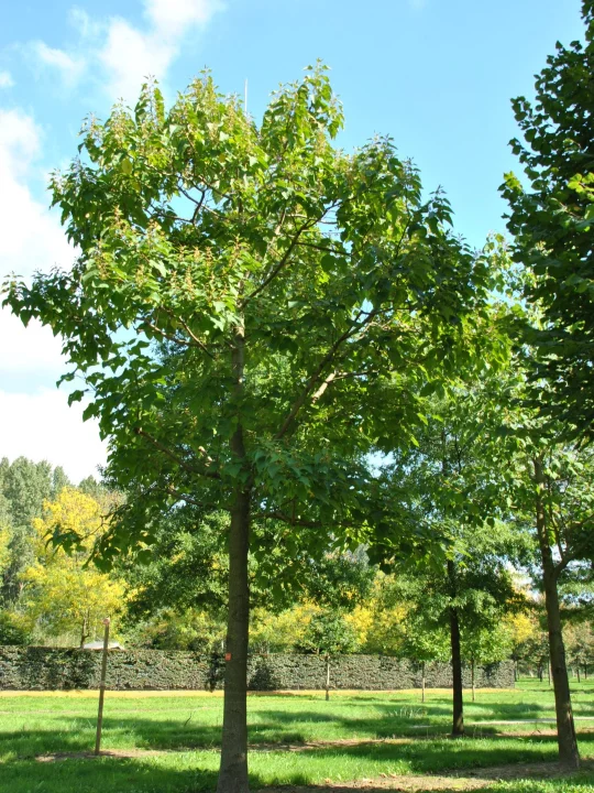 Paulownia elongata | Paulownia elongata - Van den Berk Pépinières