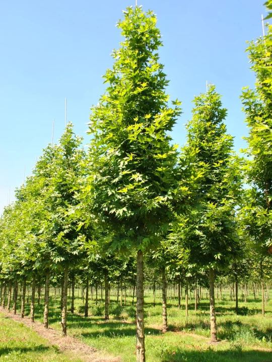 Platanus orientalis 'Minaret' | Platanus orientalis 'Minaret' - Van den ...