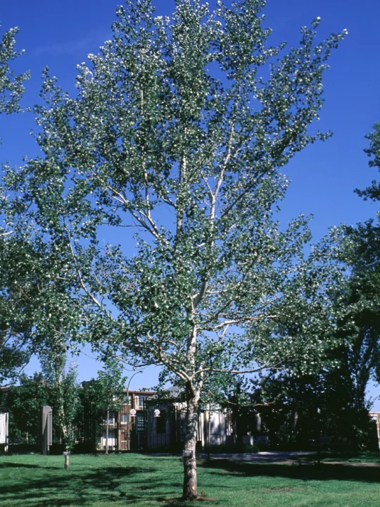 Populus alba 'Nivea' | Abele, Peuplier blanc - Van den Berk Pépinières