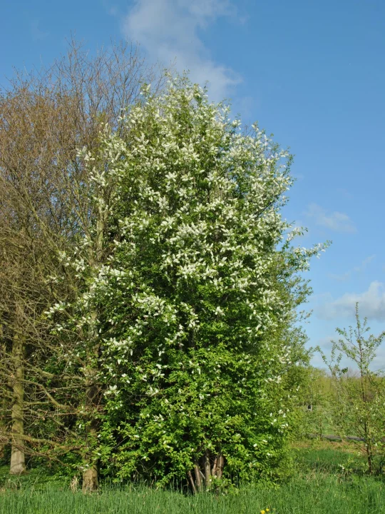 Prunus padus | Cerisier à grappes, Bois puant - Van den Berk Pépinières