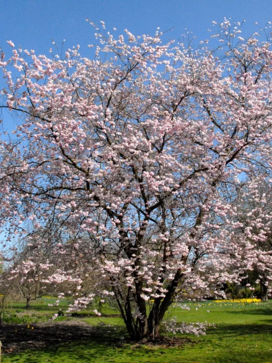 Prunus 'Accolade' | Prunus 'Accolade' - Van den Berk Pépinières