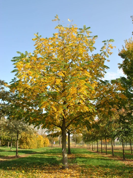 Pterocarya fraxinifolia | Ptérocaryer à feuilles de frêne, Ptérocaryer ...