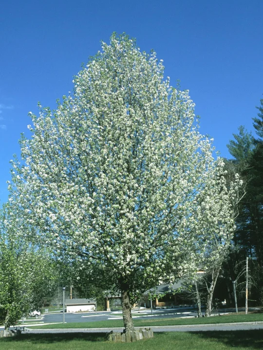 Pyrus calleryana 'Bradford' | Pyrus calleryana 'Bradford' - Van den ...
