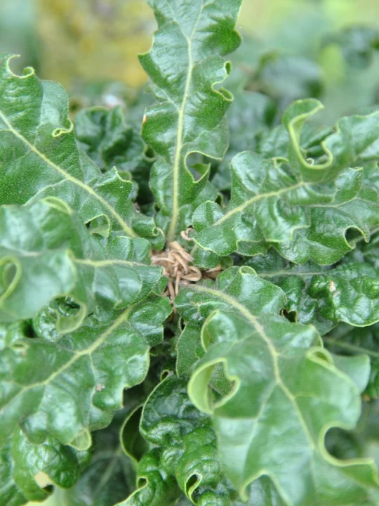 Quercus cerris 'Curly Head' | Quercus cerris 'Curly Head' - Van den ...