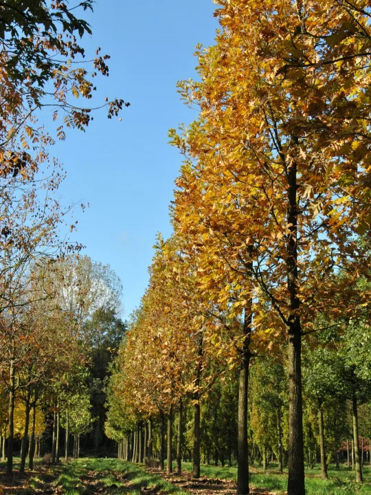 Quercus frainetto | Chêne de Hongrie, Frainetto - Van den Berk Pépinières