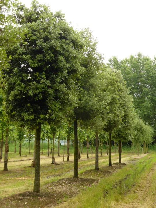 Quercus ilex | Chêne vert, Chêne Yeuse - Van den Berk Pépinières