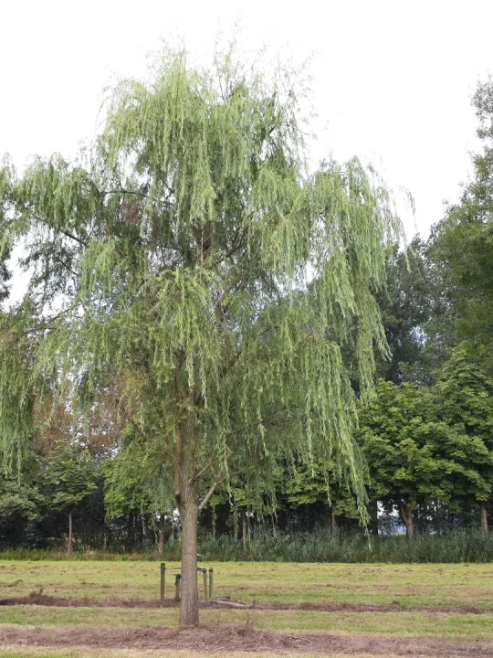 Salix babylonica | Saule pleureur de Chine - Van den Berk Pépinières
