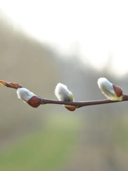 Salix caprea | Marsault, Saule marsault, Saule mâle - Van den Berk ...
