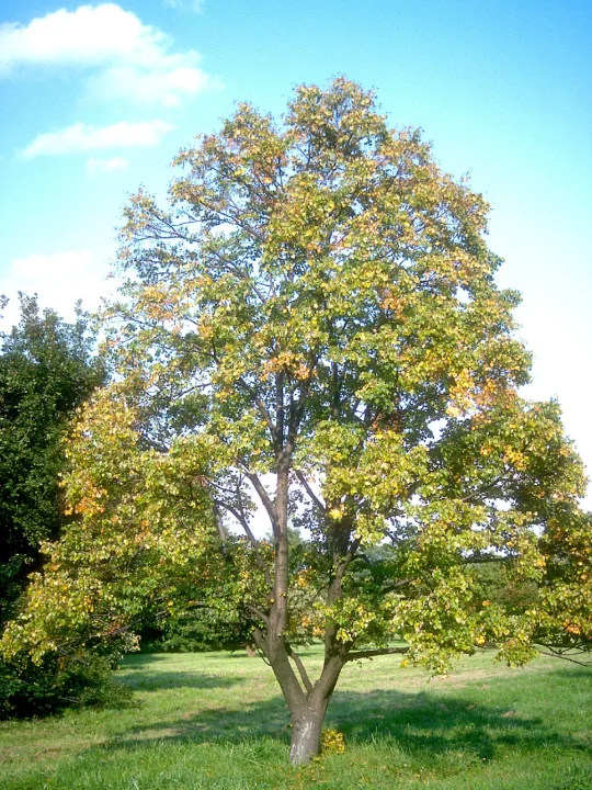 Tilia mongolica | Tilleul de Mongolie, Tilleul à feuilles de vigne ...