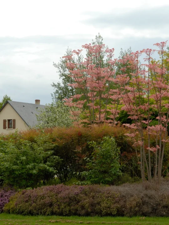 Toona sinensis 'Flamingo' | Toona sinensis 'Flamingo' - Van den Berk ...