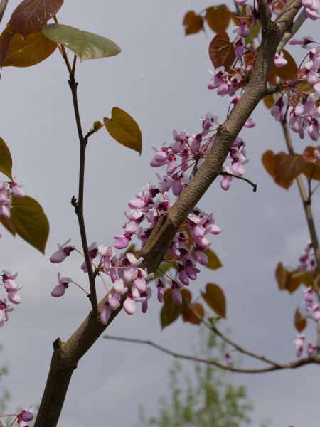 Cercis gigantea | Cercis gigantea - Van den Berk Pépinières