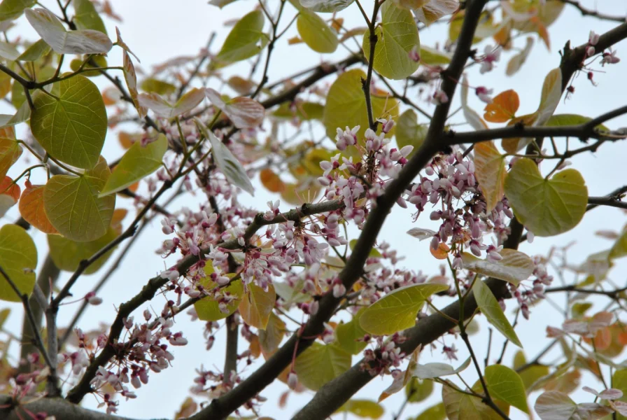 Cercis gigantea | Cercis gigantea - Van den Berk Pépinières