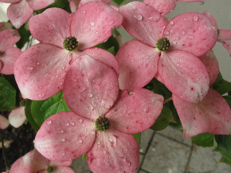 Cornus STELLAR PINK ('Rutgan') | Cornus STELLAR PINK ('Rutgan') - Van ...