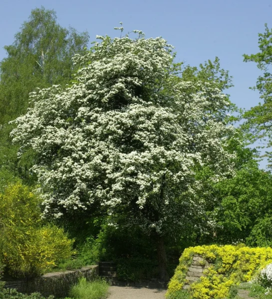 Crataegus monogyna | Aubépine à un style, Épine blanche - Van den Berk ...