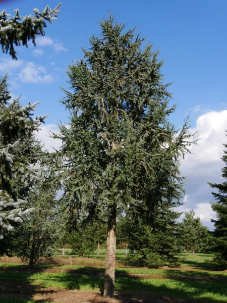 Cedrus libani 'Glauca Fastigiata' | Cedrus libani 'Glauca Fastigiata ...