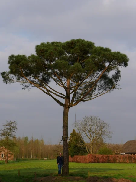 Pinus pinea | Pin parasol, Pin pignon, Pin pinier - Van den Berk Pépinières