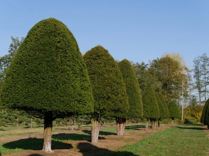 Taxus baccata | If commun - Van den Berk Pépinières