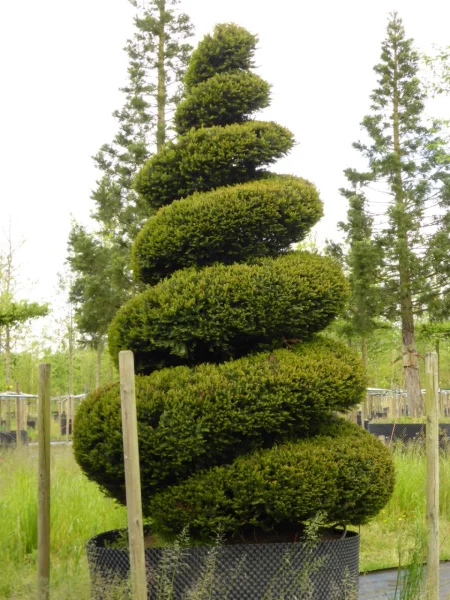 Taxus baccata | If commun - Van den Berk Pépinières