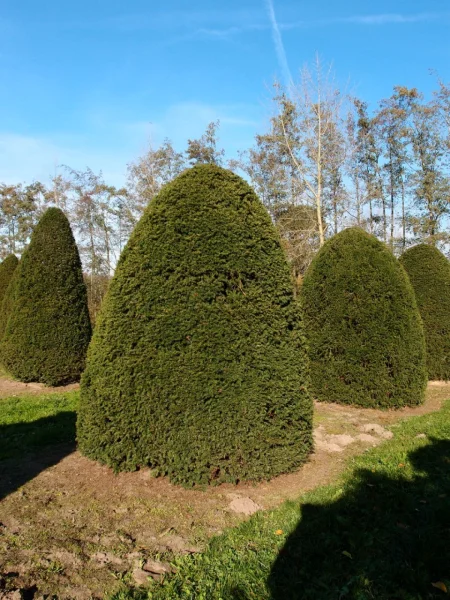 Taxus baccata | If commun - Van den Berk Pépinières