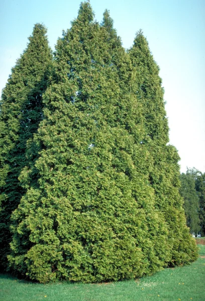 Thuja occidentalis | Thuya du Canada - Van den Berk Pépinières