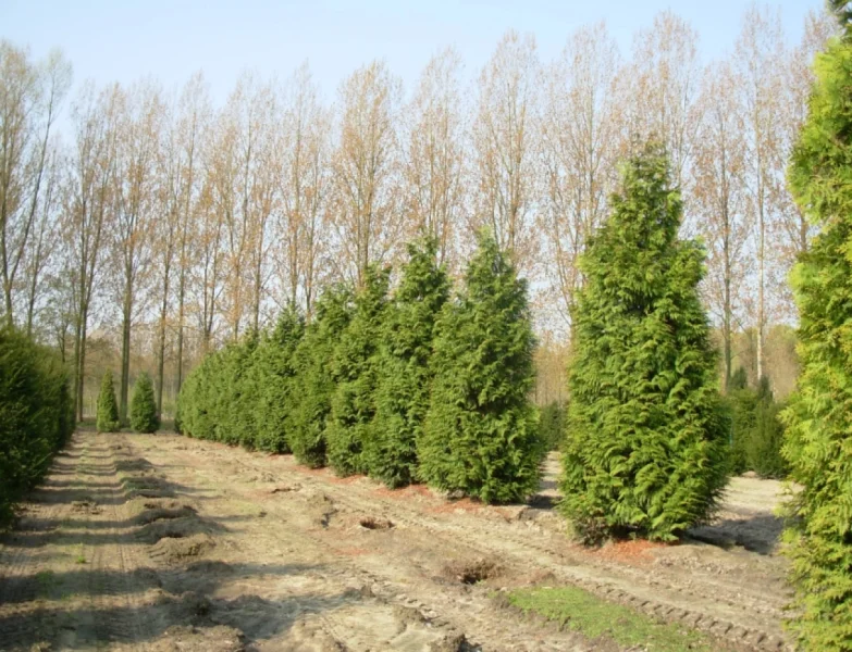 Thuja plicata 'Excelsa' | Thuja plicata 'Excelsa' - Van den Berk Pépinières
