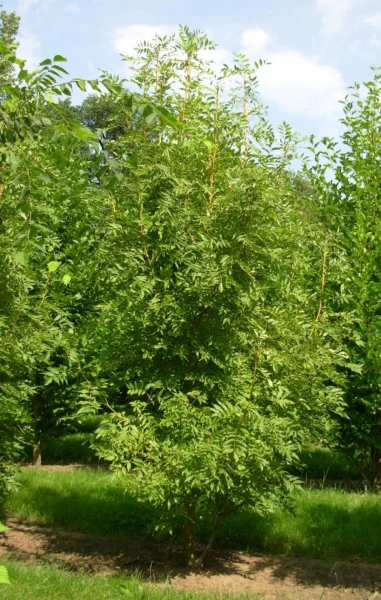 Fraxinus excelsior 'Jaspidea' | Frêne à bois Jaune - Van den Berk ...
