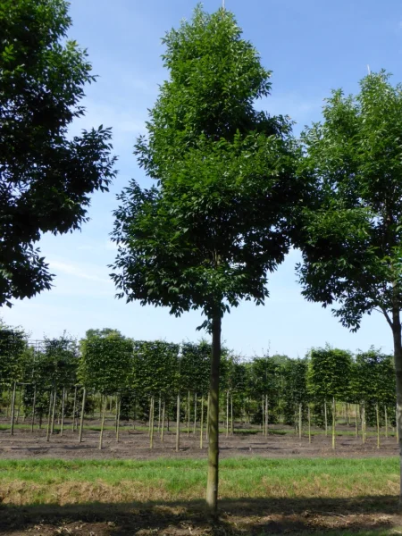 Fraxinus pennsylvanica CIMMARON ('Cimmzam') | Fraxinus pennsylvanica ...