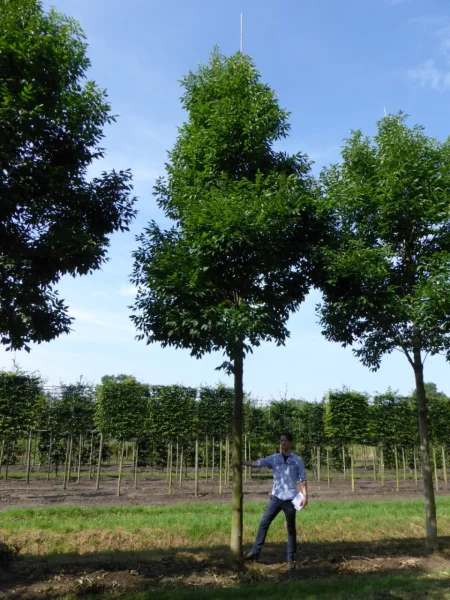 Fraxinus pennsylvanica CIMMARON ('Cimmzam') | Fraxinus pennsylvanica ...