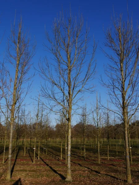 Fraxinus pennsylvanica CIMMARON ('Cimmzam') | Fraxinus pennsylvanica ...