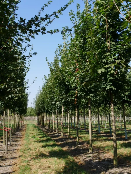 Acer platanoides 'Emerald Queen' | Acer platanoides 'Emerald Queen ...