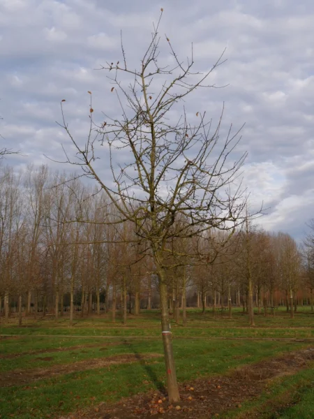 Malus domestica 'Jacques Lebel' | Malus domestica 'Jacques Lebel' - Van ...