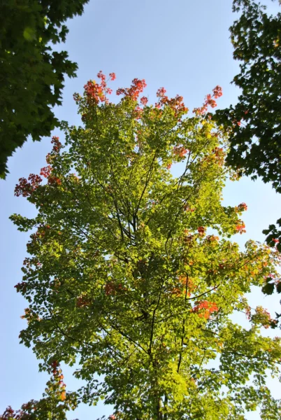 Acer rubrum 'Schlesingeri' | Acer rubrum 'Schlesingeri' - Van den Berk ...