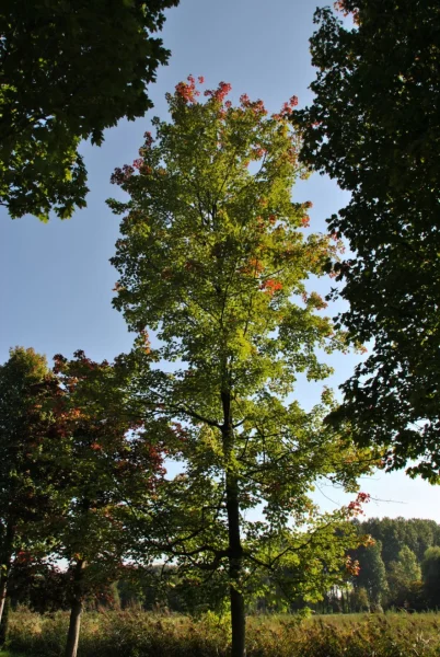 Acer rubrum 'Schlesingeri' | Acer rubrum 'Schlesingeri' - Van den Berk ...