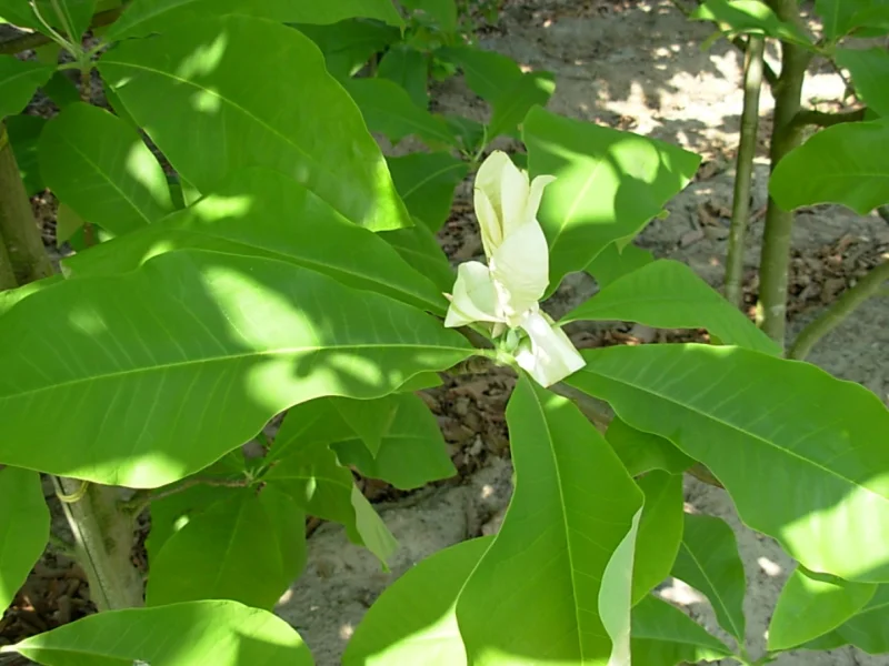 Magnolia hypoleuca | Magnolia du Japon à grandes feuilles - Van den ...