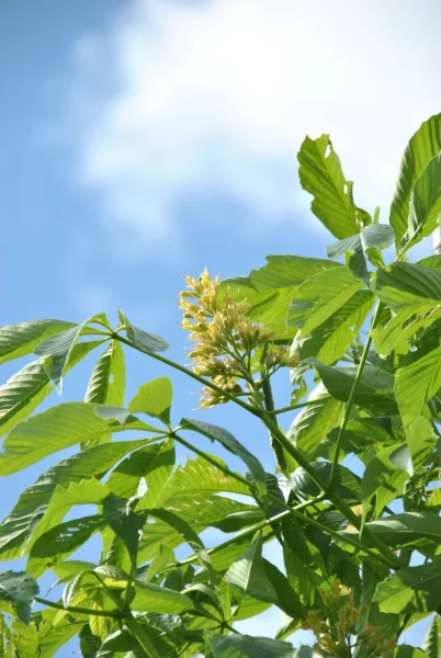 Aesculus 'Autumn Splendor' | Aesculus 'Autumn Splendor' - Van den Berk ...