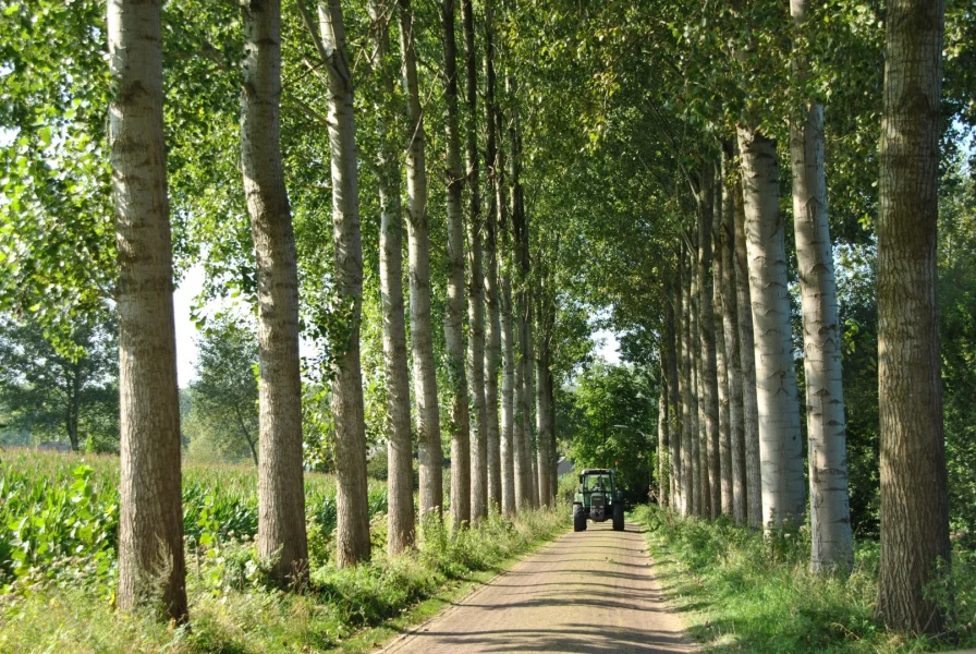 Populus ×canadensis 'Robusta' | Populus ×canadensis 'Robusta' - Van den ...