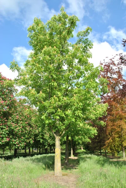 Aesculus hippocastanum 'Pyramidalis' | Aesculus hippocastanum ...