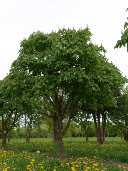 Aesculus ×mutabilis 'Induta' | Aesculus ×mutabilis 'Induta' - Van den ...
