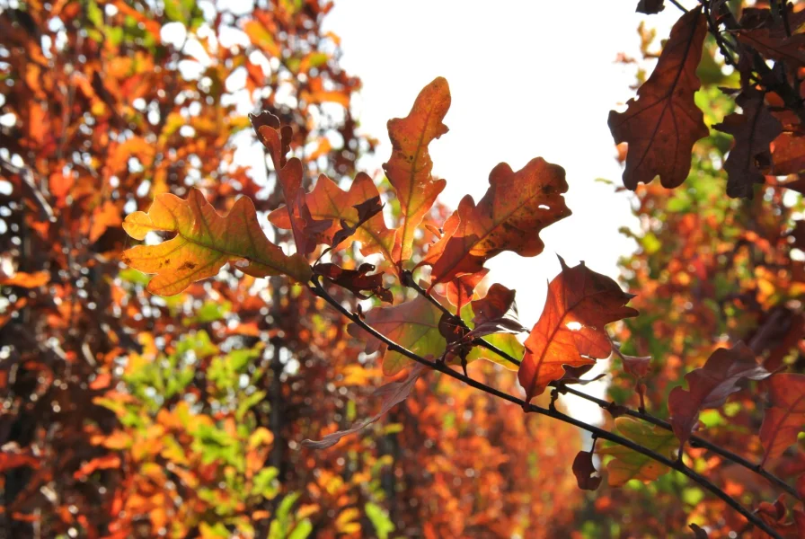 Quercus ×bimundorum CRIMSON SPIRE ('Crimschmidt') | Quercus ×bimundorum ...